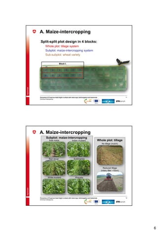 15 drakopoulos myco_key_ws_fg_biofumigation_botanicals | PDF