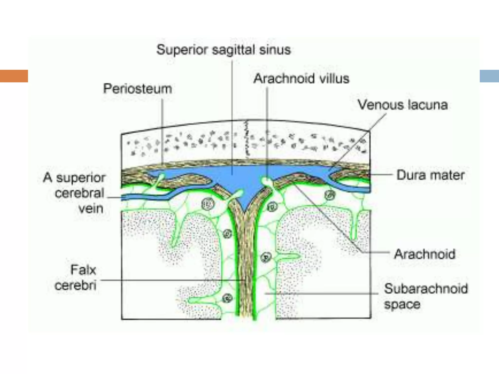 15 dural venous sinuses | PPTX