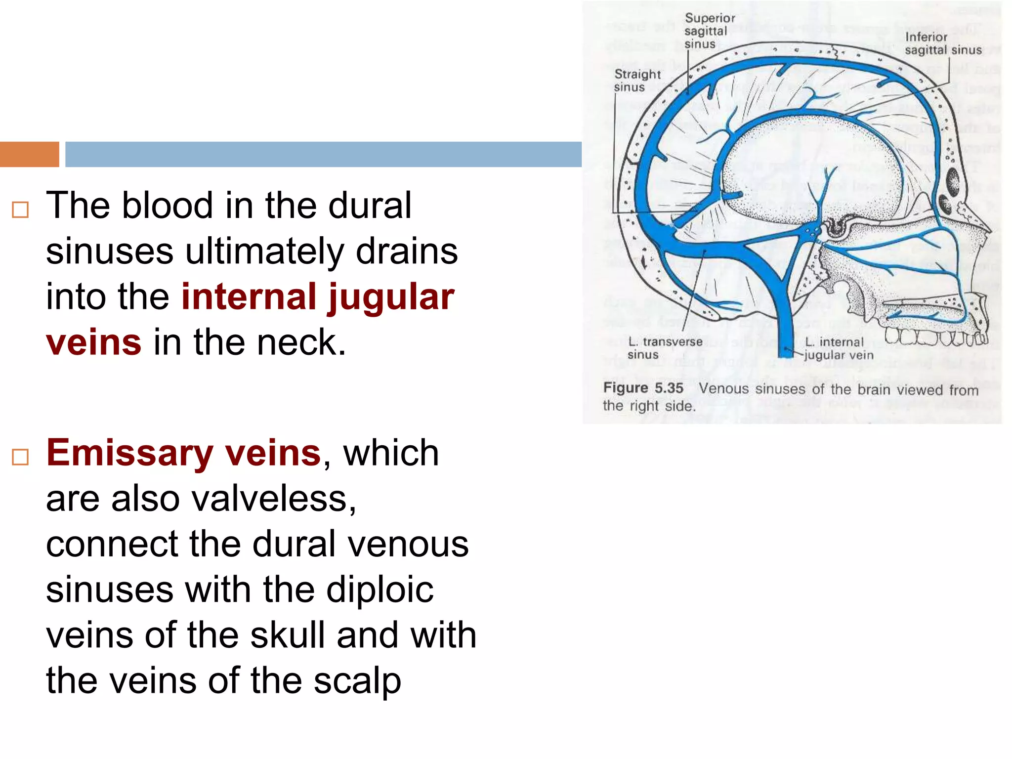 15 dural venous sinuses | PPTX