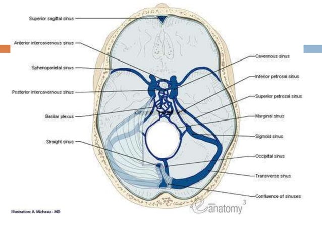 15 dural venous sinuses | PPTX | Ear, Nose and Throat Conditions ...