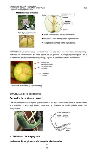 15 EL FRUTO 202015 EL FRUTO 2020.pdf