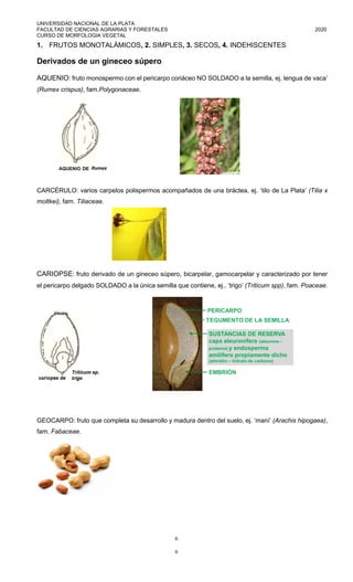 15 EL FRUTO 202015 EL FRUTO 2020.pdf