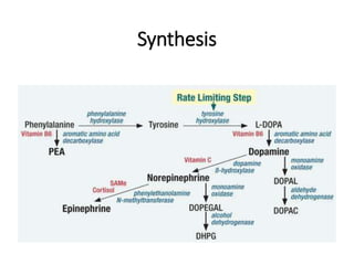 Epinephrine Pathway