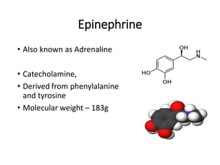 Norepinephrine Metabolism