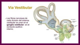 UVM Sistema Nervioso Sesion 15 Equilibrio | PPTX