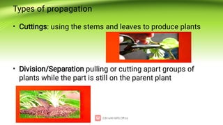 AmodiaGwynn_I._(Lesson_2_-_Asexual_Plant_Propagation).pdf