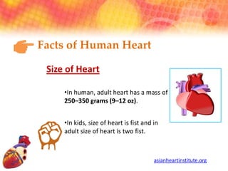 15 Facts to Know About Your Heart | PPTX