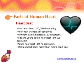 15 Facts to Know About Your Heart | PPTX