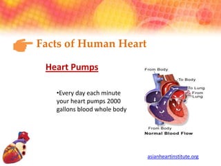 15 Facts to Know About Your Heart | PPTX