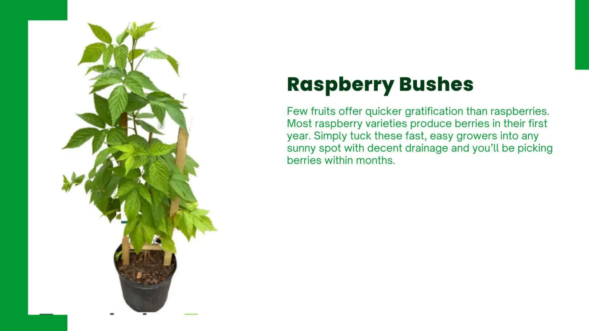 15 Fast Producing Fruit Trees, Shrubs & Vines | PPT