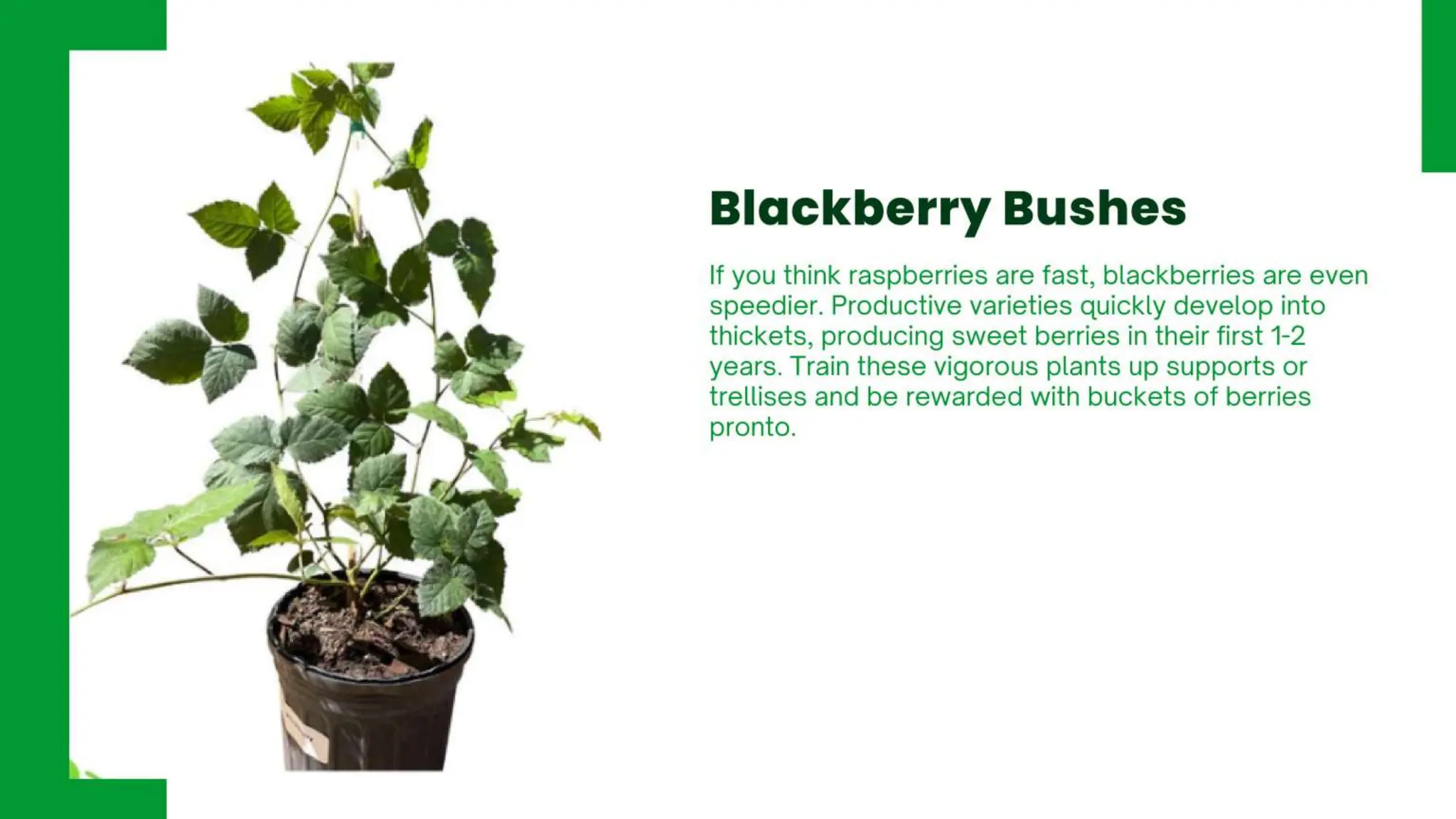 15 Fast Producing Fruit Trees, Shrubs & Vines | PPT