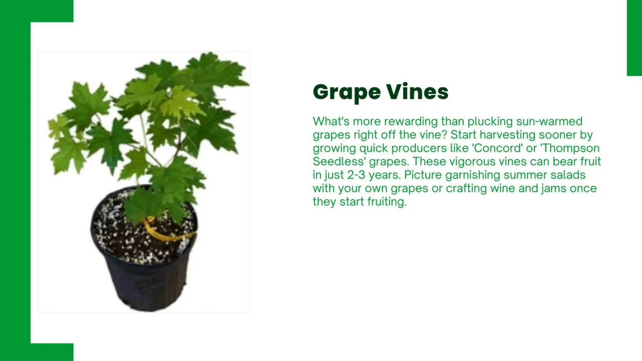 15 Fast Producing Fruit Trees, Shrubs & Vines | PPT