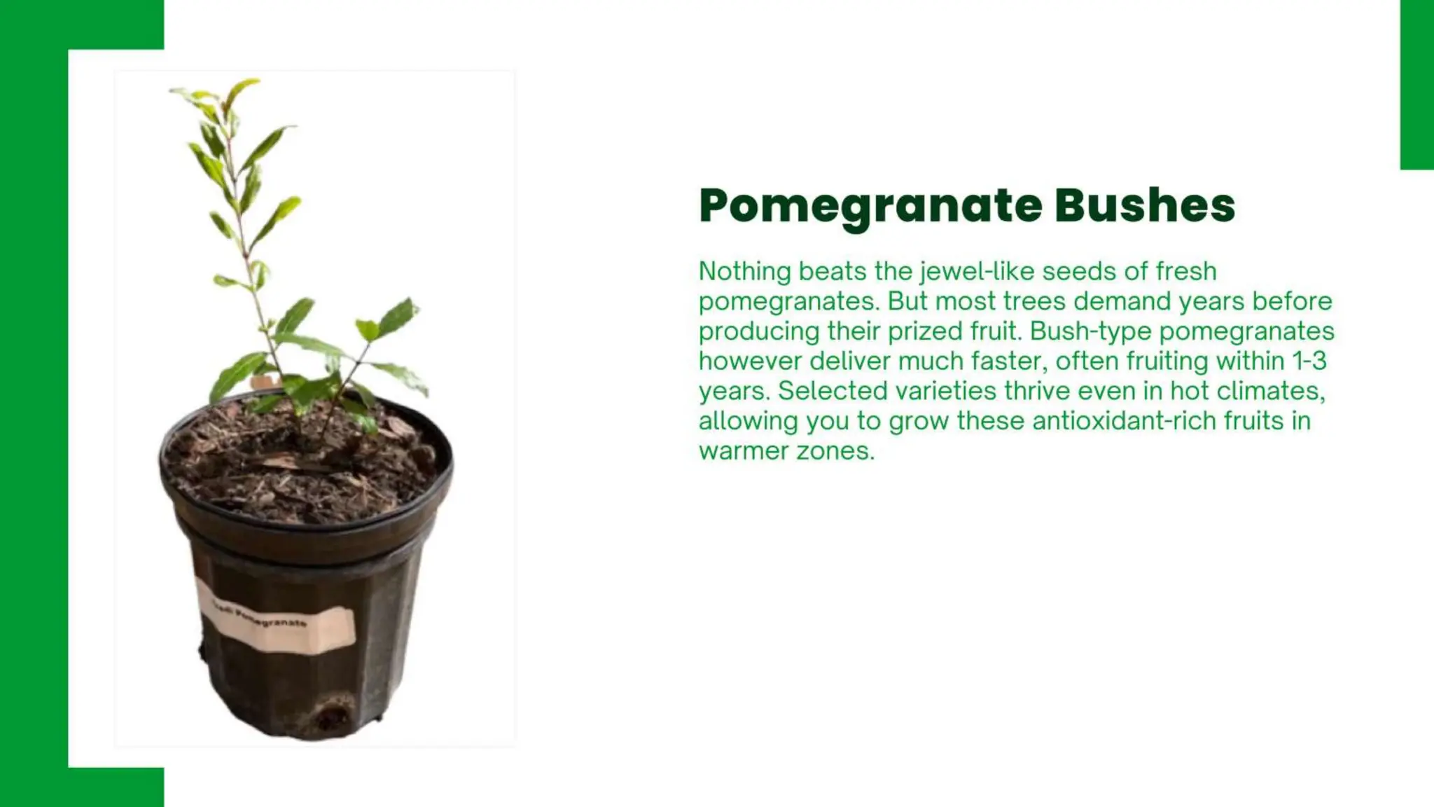 15 Fast Producing Fruit Trees, Shrubs & Vines | PPT