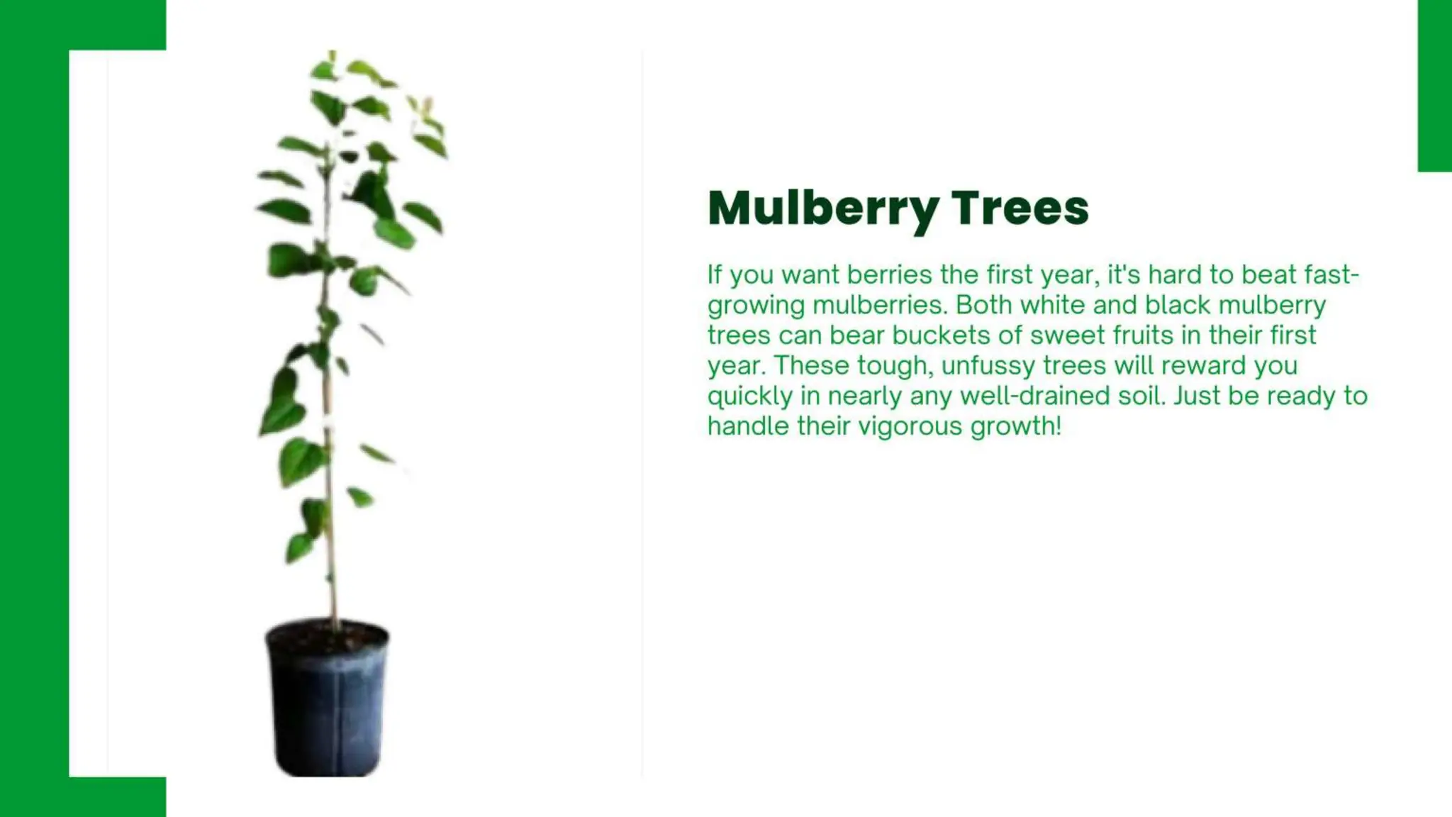 15 Fast Producing Fruit Trees, Shrubs & Vines | PPT