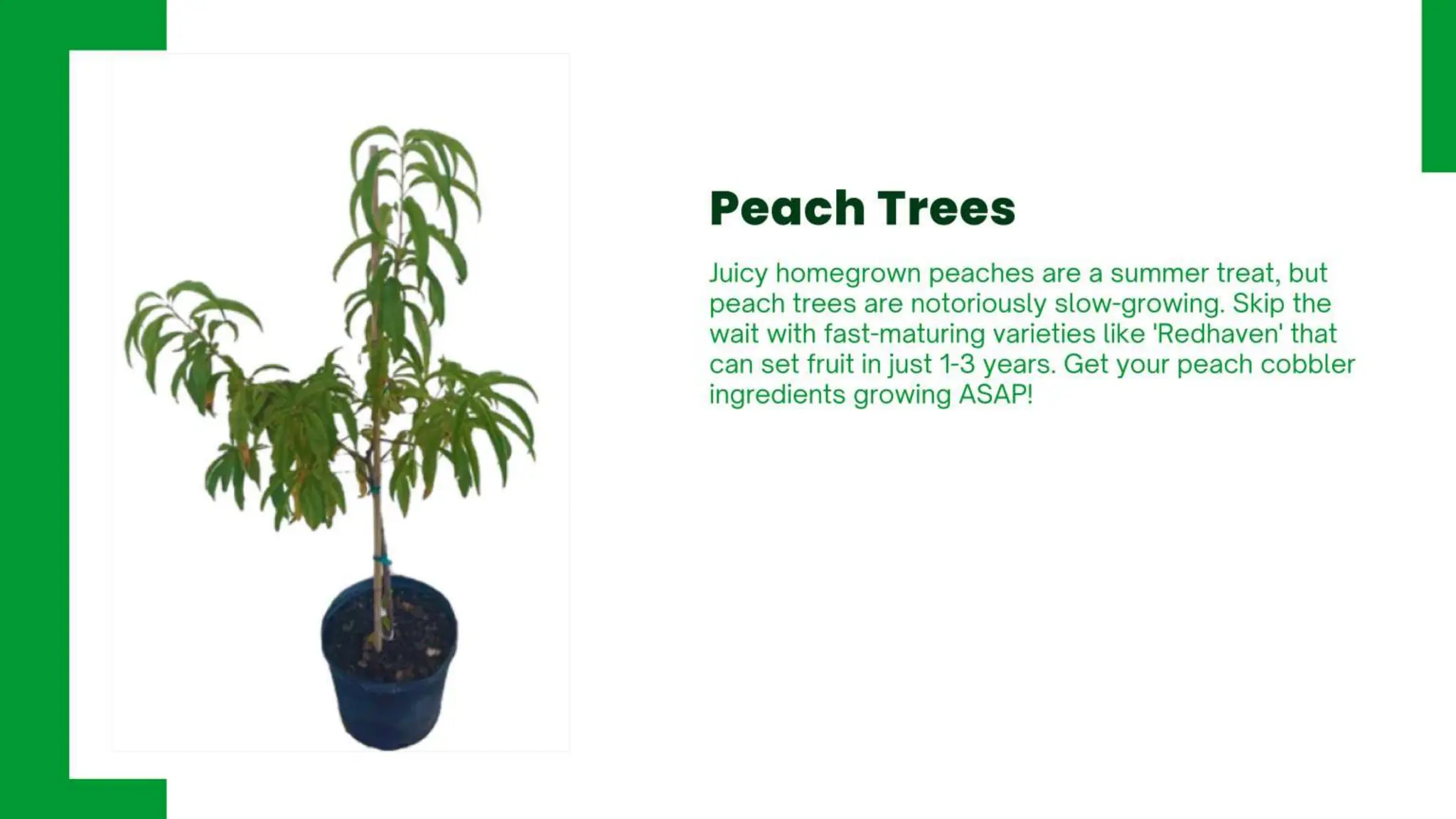15 Fast Producing Fruit Trees, Shrubs & Vines | PPT