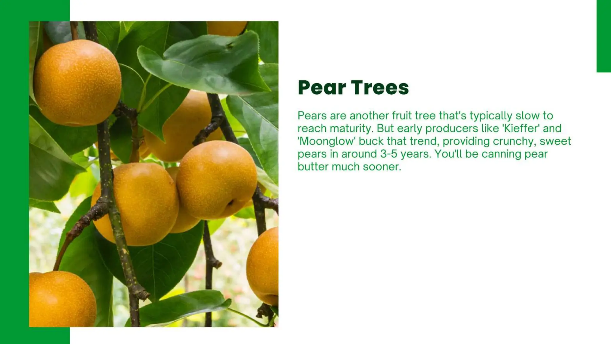 15 Fast Producing Fruit Trees, Shrubs & Vines | PPT