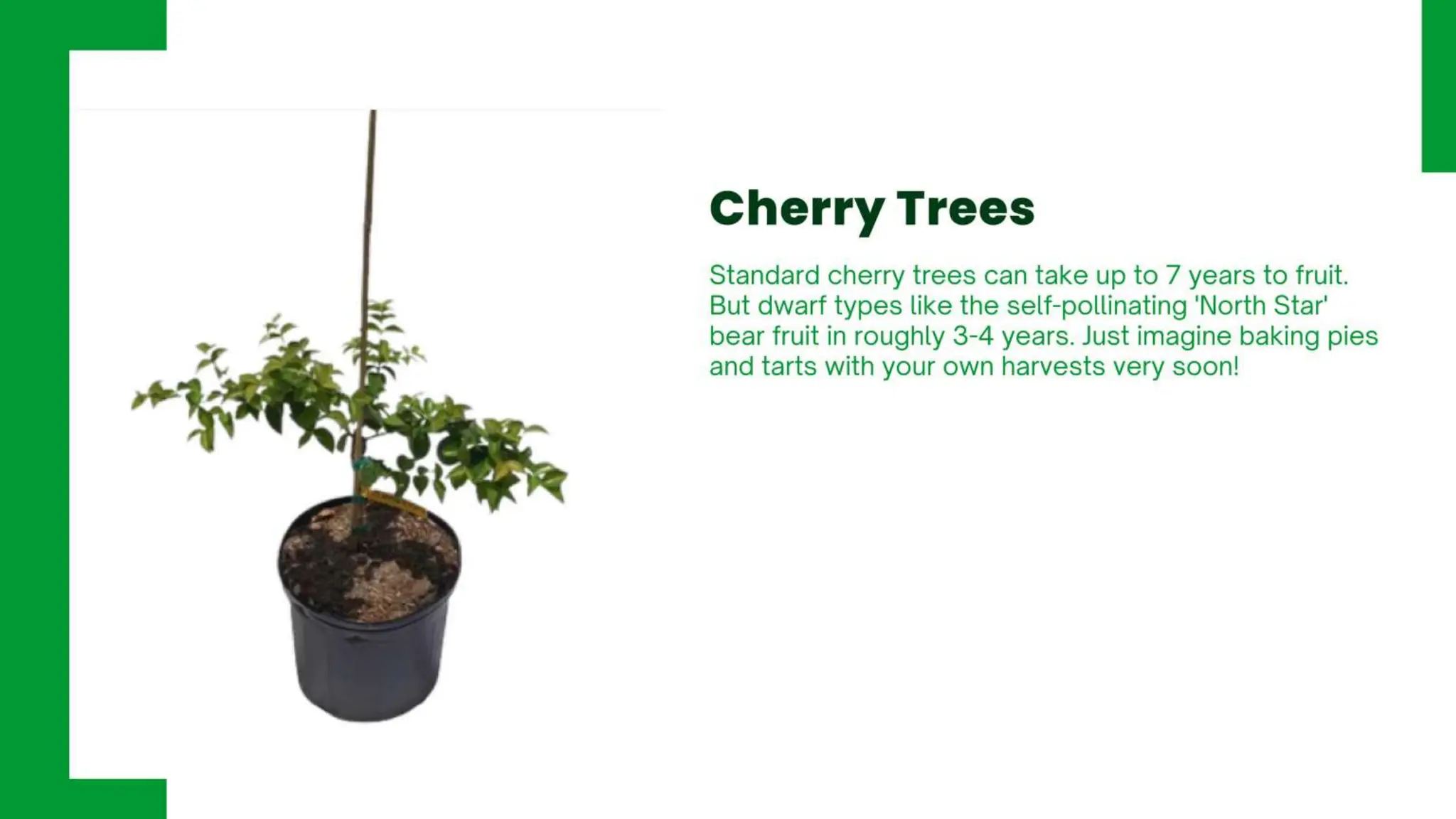 15 Fast Producing Fruit Trees, Shrubs & Vines | PPT
