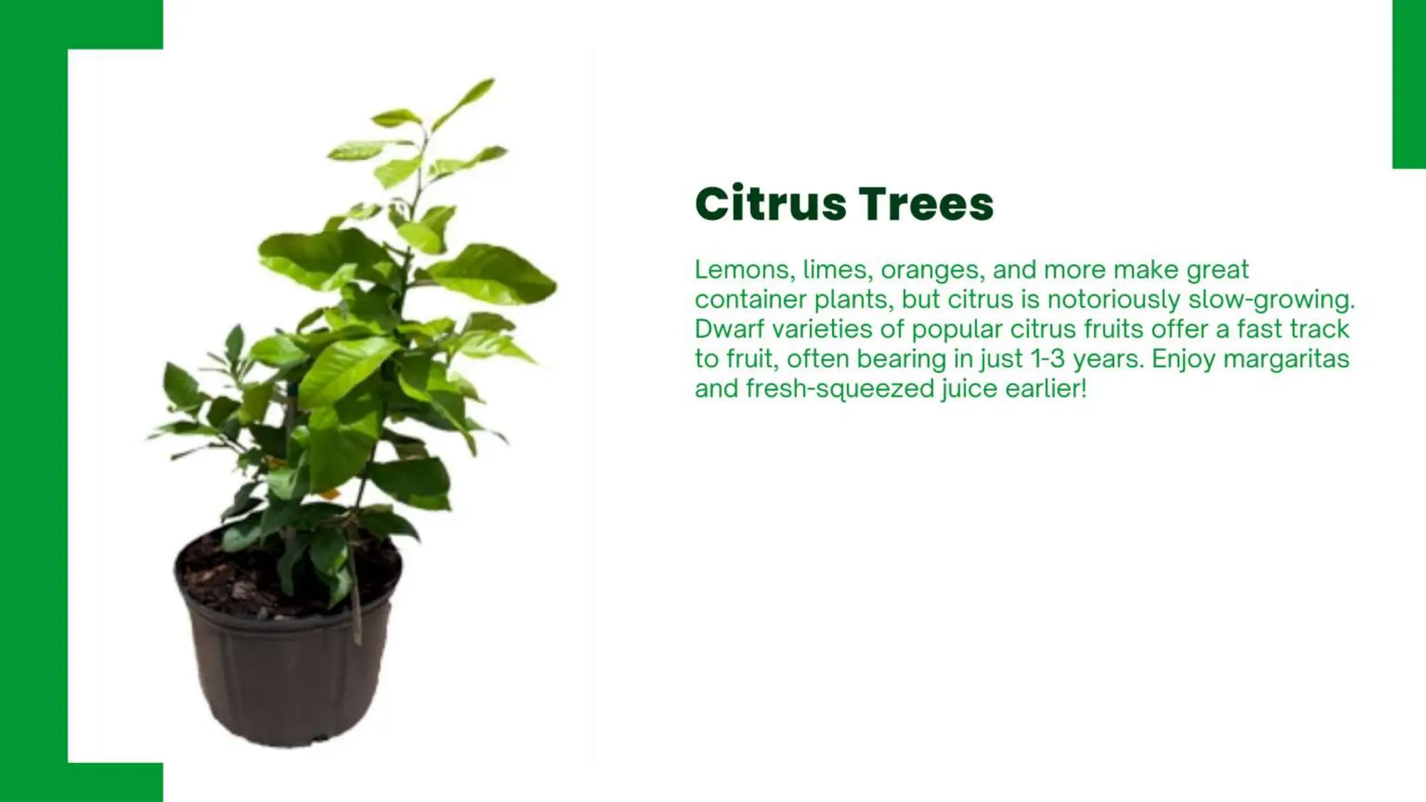 15 Fast Producing Fruit Trees, Shrubs & Vines | PPTX