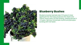 15 Fast Producing Fruit Trees, Shrubs & Vines | PPT