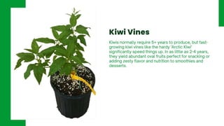 15 Fast Producing Fruit Trees, Shrubs & Vines | PPT