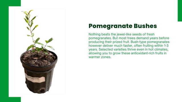 15 Fast Producing Fruit Trees, Shrubs & Vines | PPT