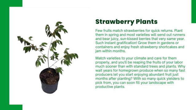 15 Fast Producing Fruit Trees, Shrubs & Vines | PPT