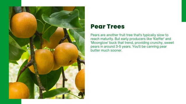 15 Fast Producing Fruit Trees, Shrubs & Vines | PPT