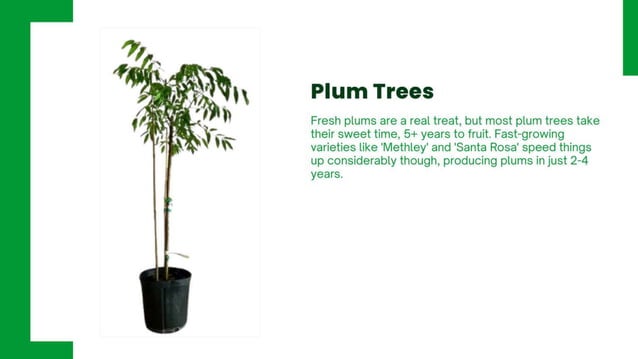 15 Fast Producing Fruit Trees, Shrubs & Vines | PPT