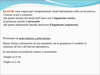 Gonadi femminili: Le ovaie | PPT