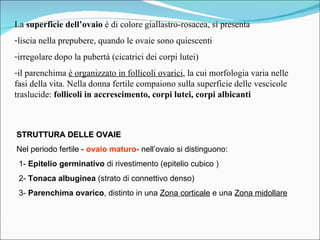 Gonadi femminili: Le ovaie | PPT