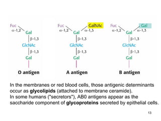 15 glycoproteins _haemoproteins | PPT