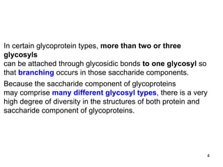 15 glycoproteins _haemoproteins | PPT