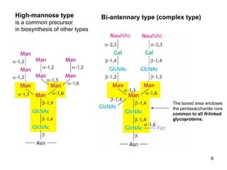 15 glycoproteins _haemoproteins | PPT
