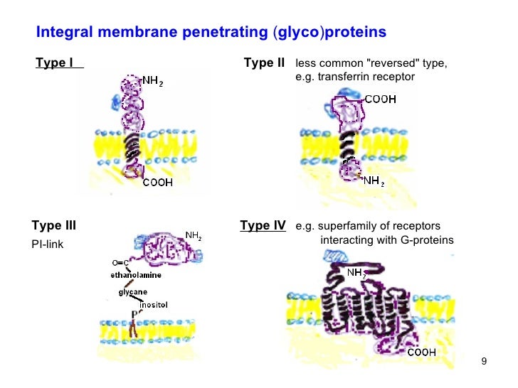 15 glycoproteins _haemoproteins