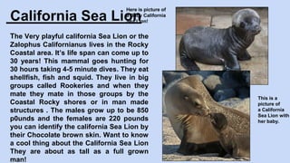 15 keerthana, surbhi, rachana, divyani, divija's guidebook | PPTX ...