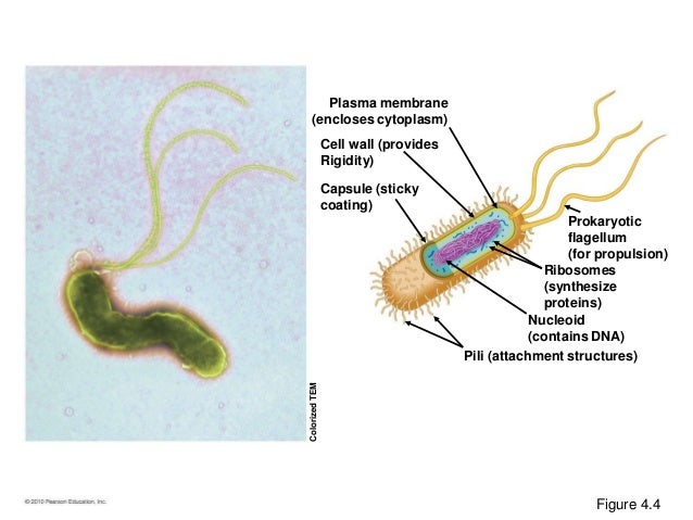 15 lecture presentation0 (1)