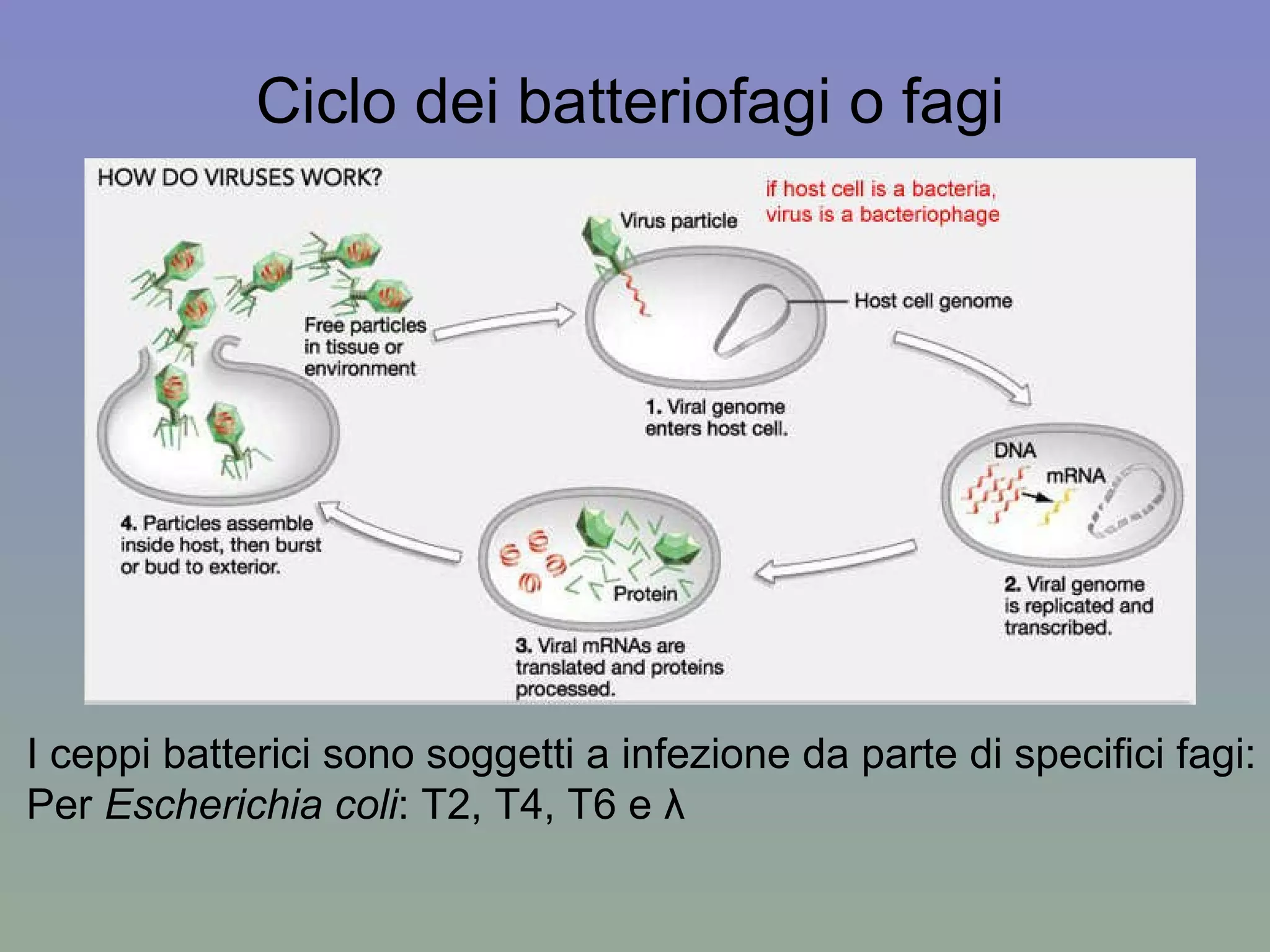 15 mappe genetiche procarioti | PPT