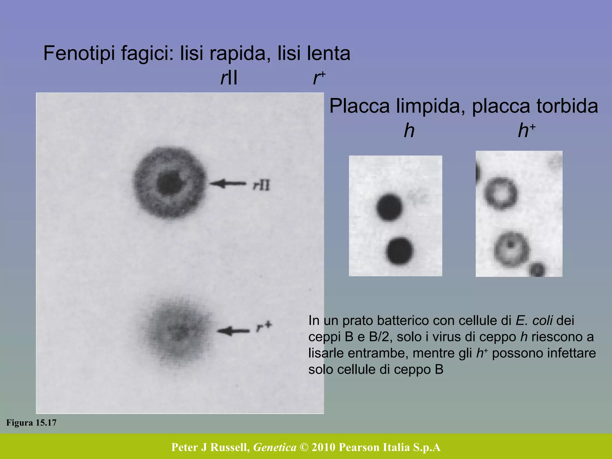 15 mappe genetiche procarioti | PPT