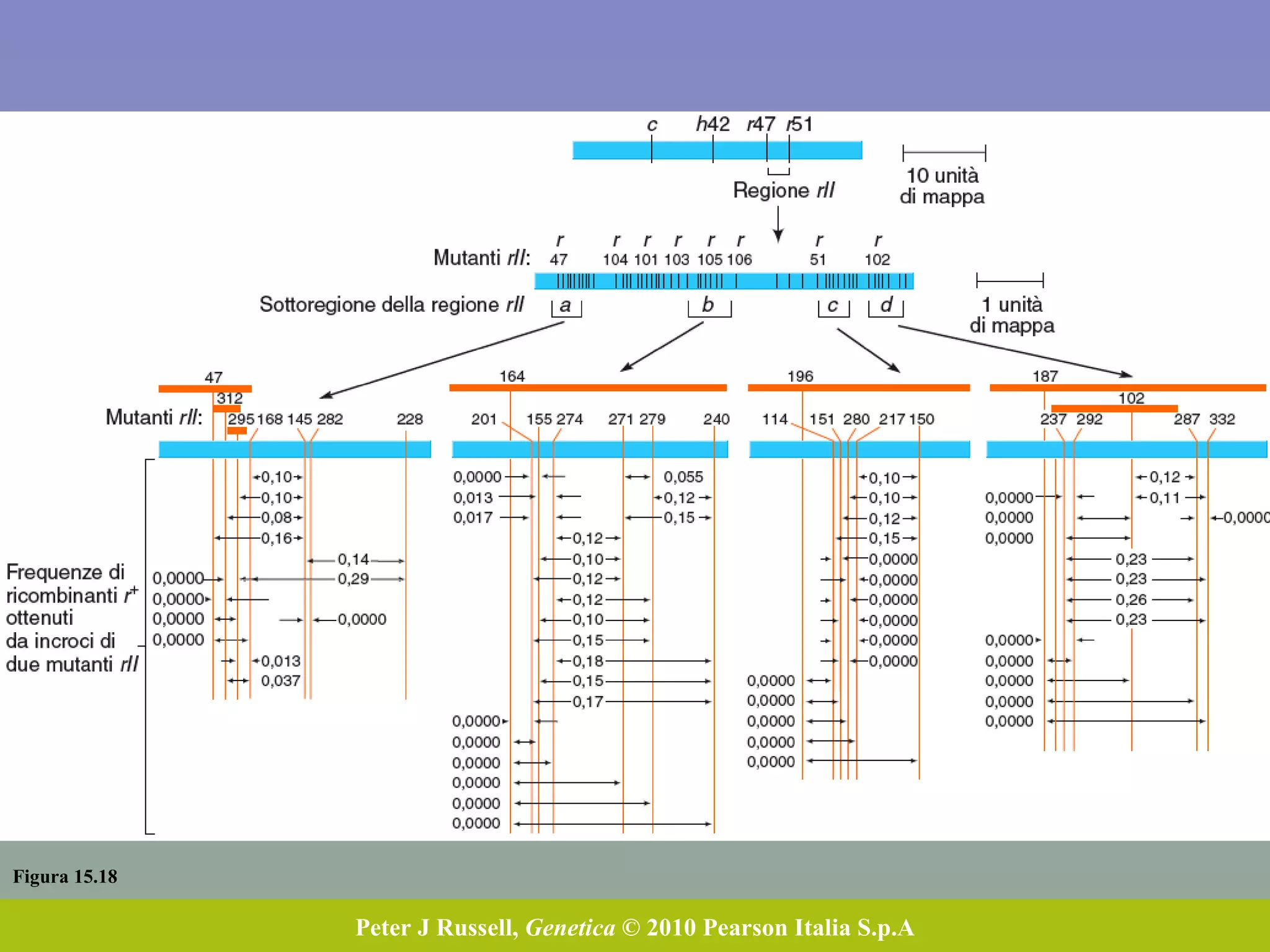 15 mappe genetiche procarioti | PPT
