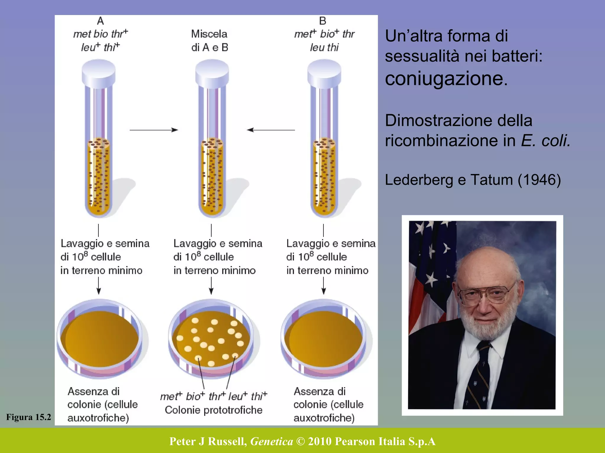 15 mappe genetiche procarioti | PPT