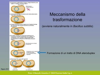 15 mappe genetiche procarioti | PPT