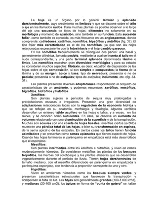 morfologia hoja | PDF