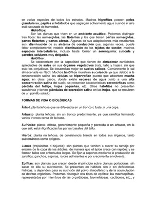 morfologia hoja | PDF
