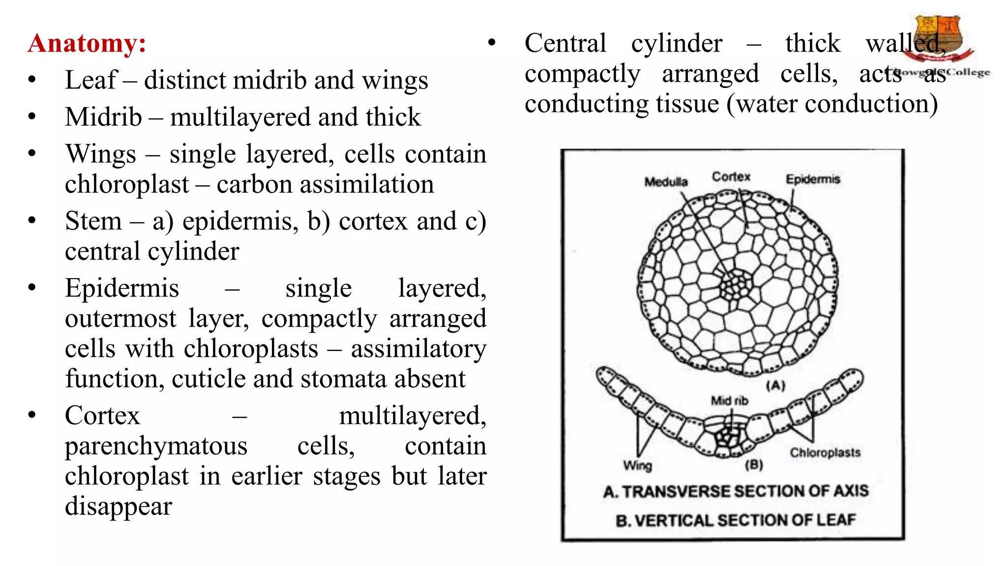 Morphology, anatomy and reproduction in Funaria | PPTX