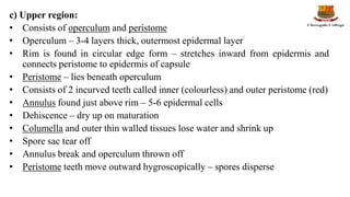 Morphology, anatomy and reproduction in Funaria | PPTX