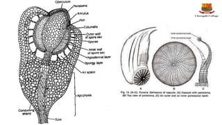 Morphology, anatomy and reproduction in Funaria | PPTX