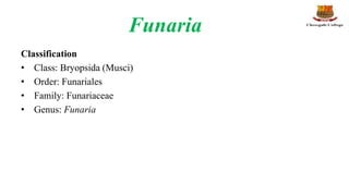 Morphology, anatomy and reproduction in Funaria | PPTX