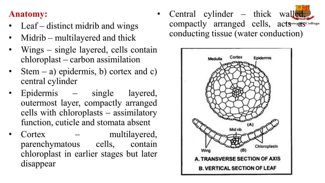 Morphology, anatomy and reproduction in Funaria | PPTX