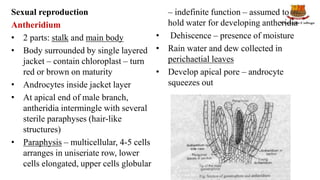 Morphology, anatomy and reproduction in Funaria | PPTX
