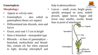 Funaria Diagram